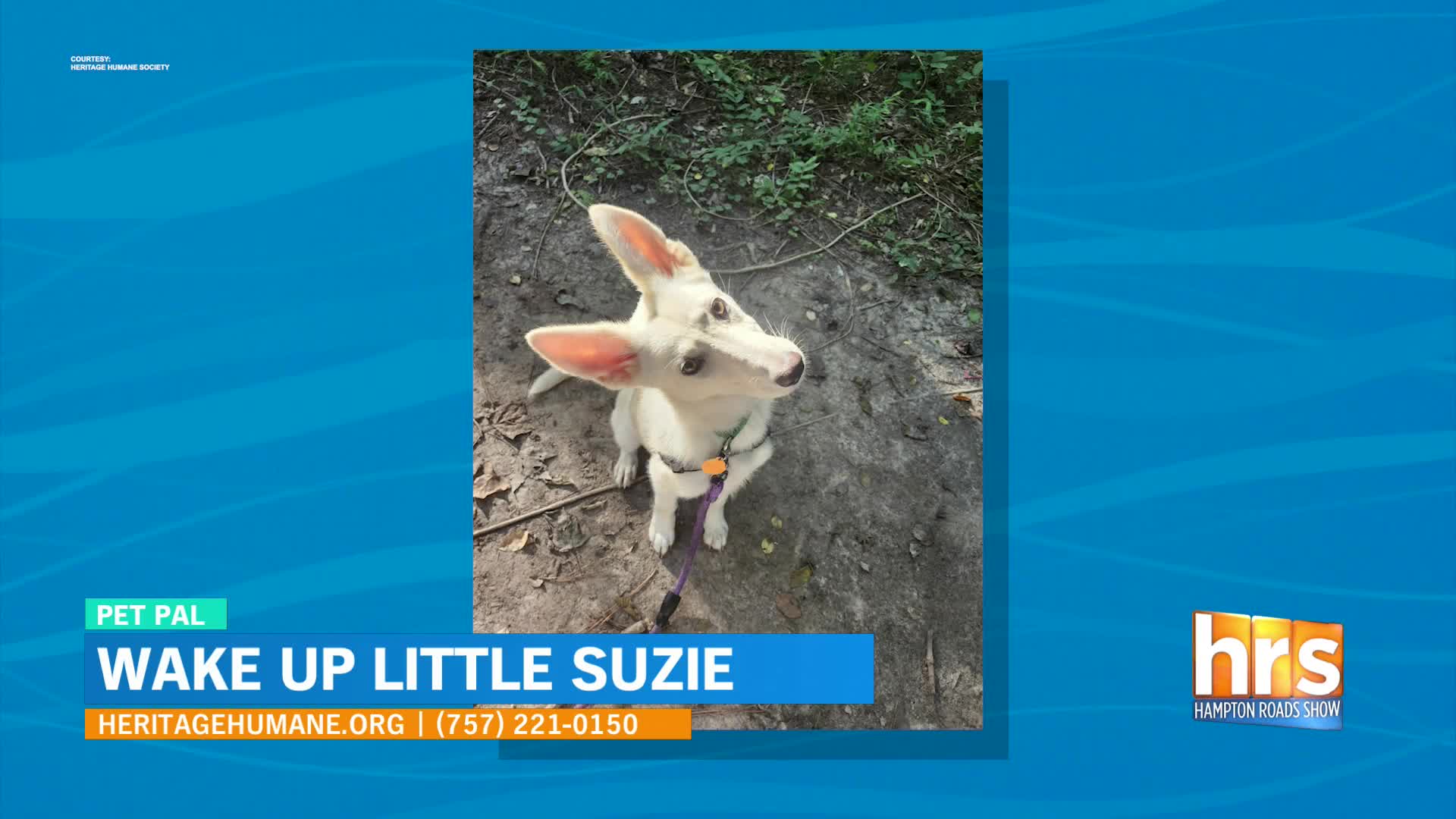 HRS: Meet pet pal “Wake Up Little Susie” – WAVY.com