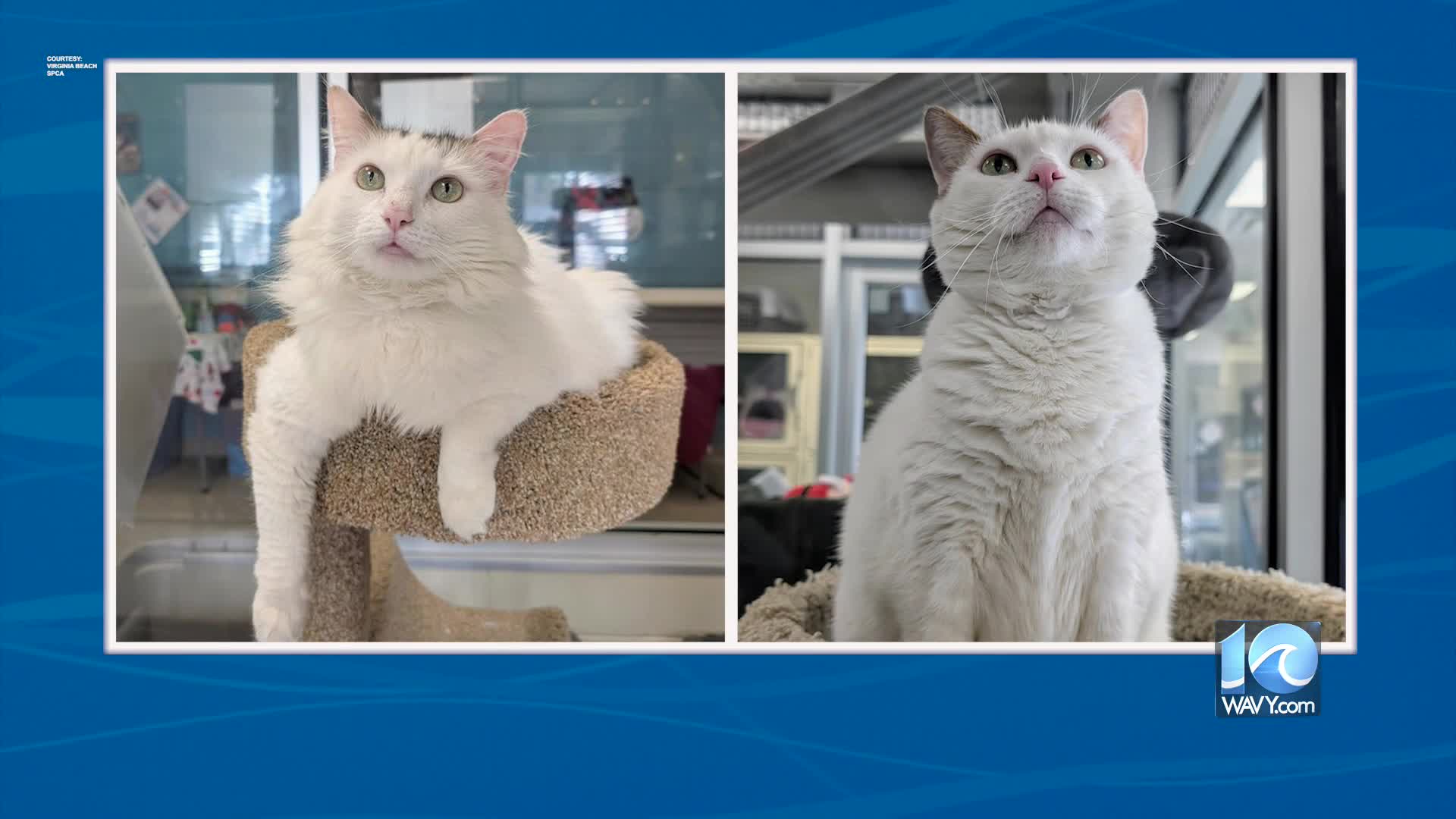HRS: Meet our Pet Pal “Floof” and “Rose” – WAVY.com