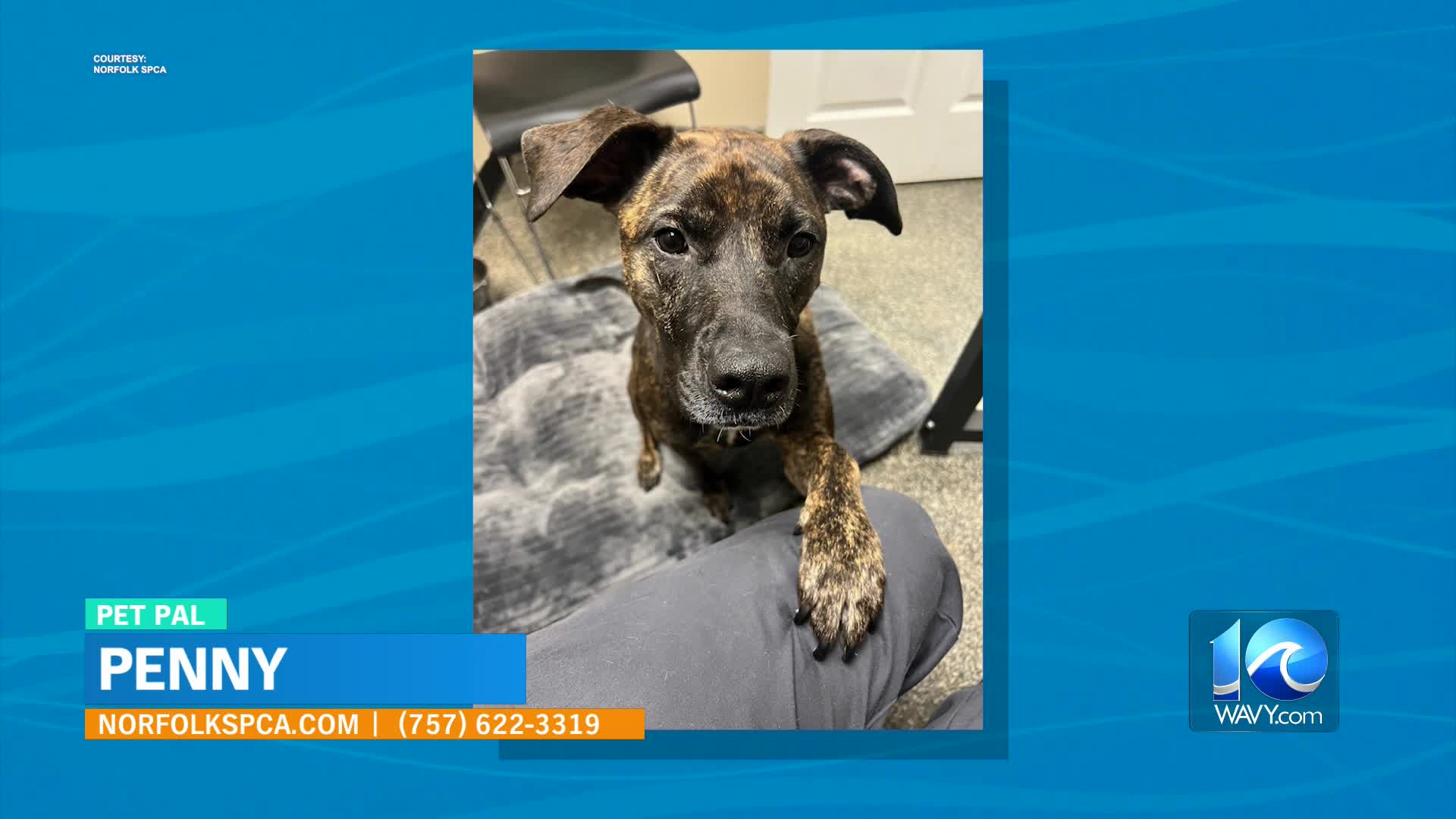 Pet Pal: Penny – WAVY.com