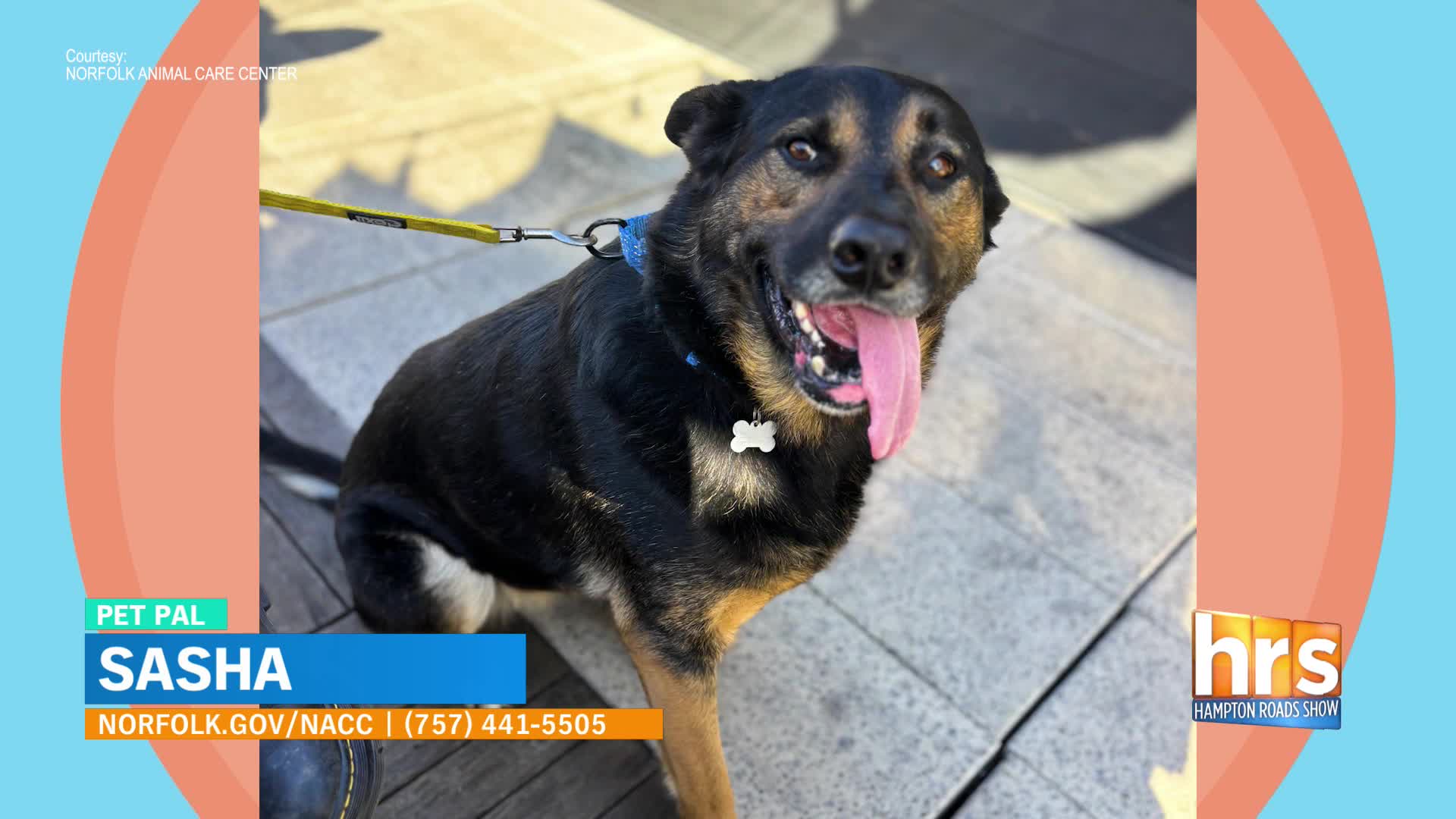 HRS: Meet Pet Pal ‘Sasha’ – WAVY.com
