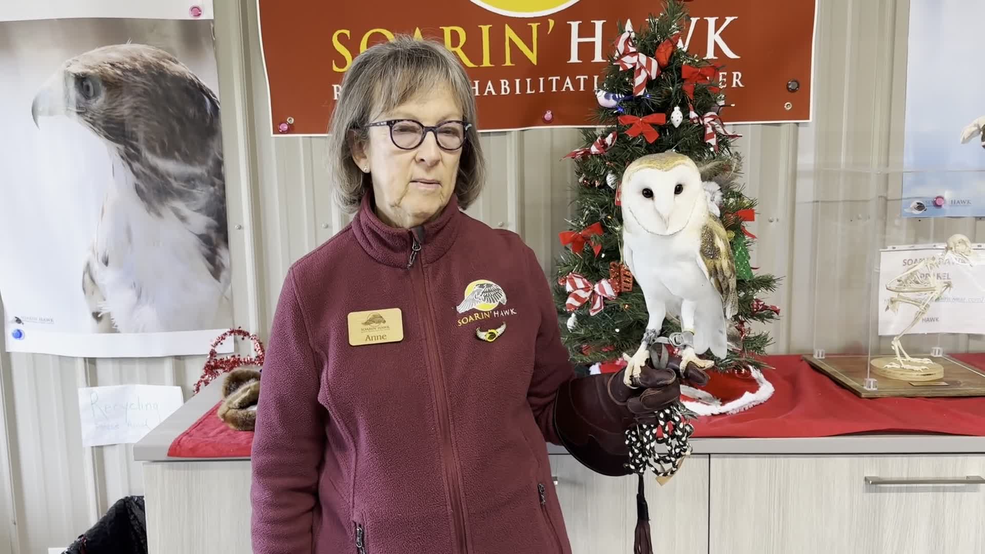 Barn Owl Facts – WANE 15