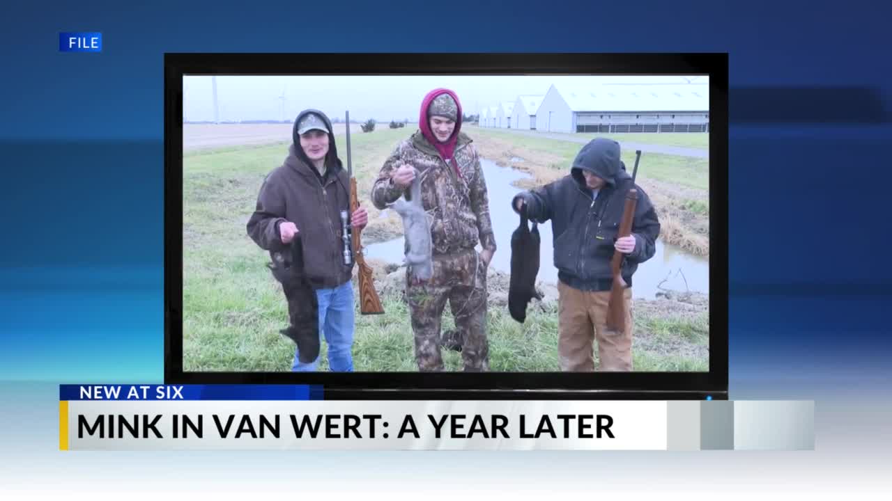 The mink massacre a year later – WANE 15