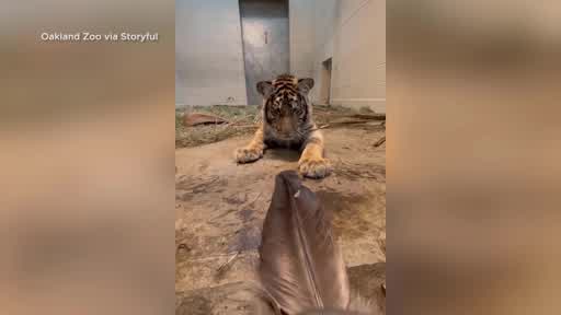 Big cat shows off house cat skills – WANE 15