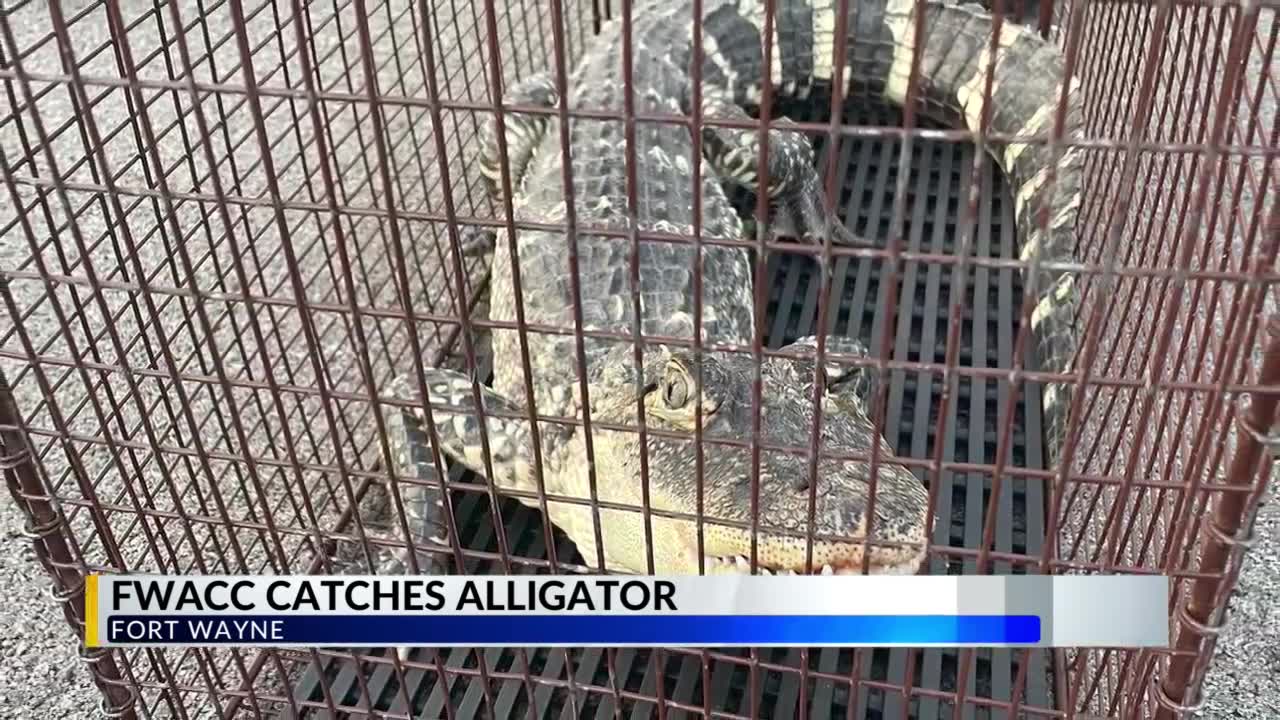 Animal Care & Control officers catch 5-foot alligator in FW ...