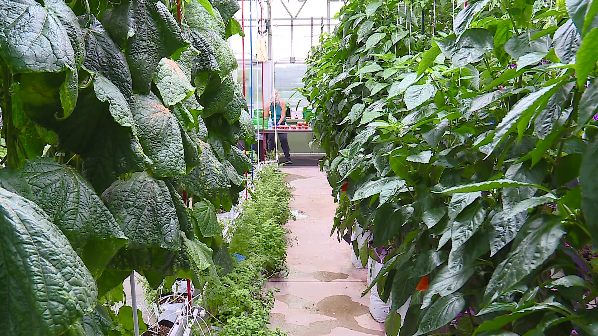 Parkview Health’s Veggie RX program – WANE 15