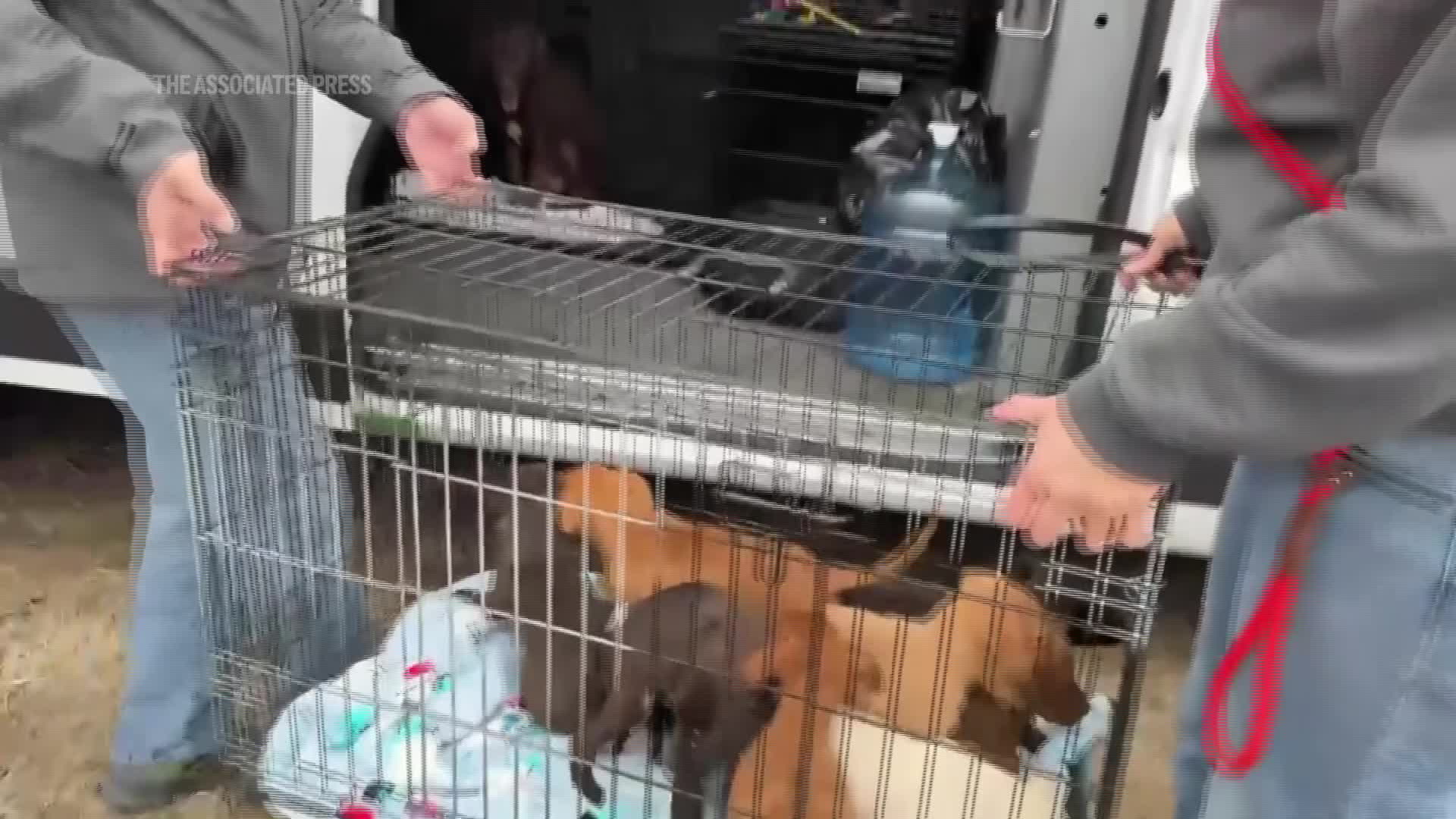 Animal advocates rush to save more than 200 dogs in Mississippi – WANE 15