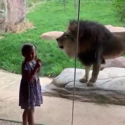 Bahati the lion roars – WANE 15