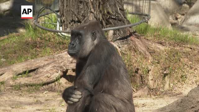 How do animals react during a total solar eclipse? – WANE 15