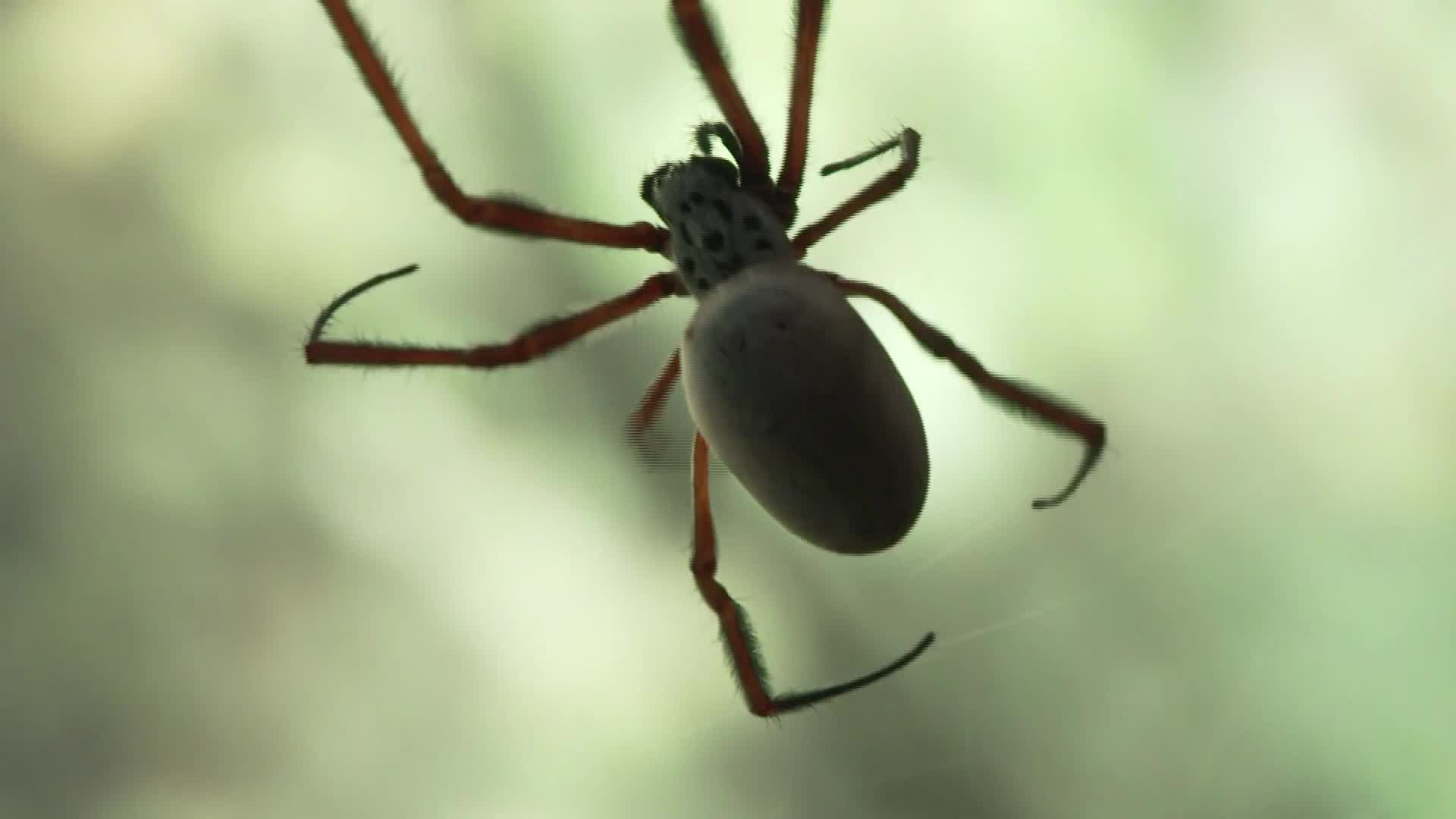 Fixing fear of spiders – WANE 15