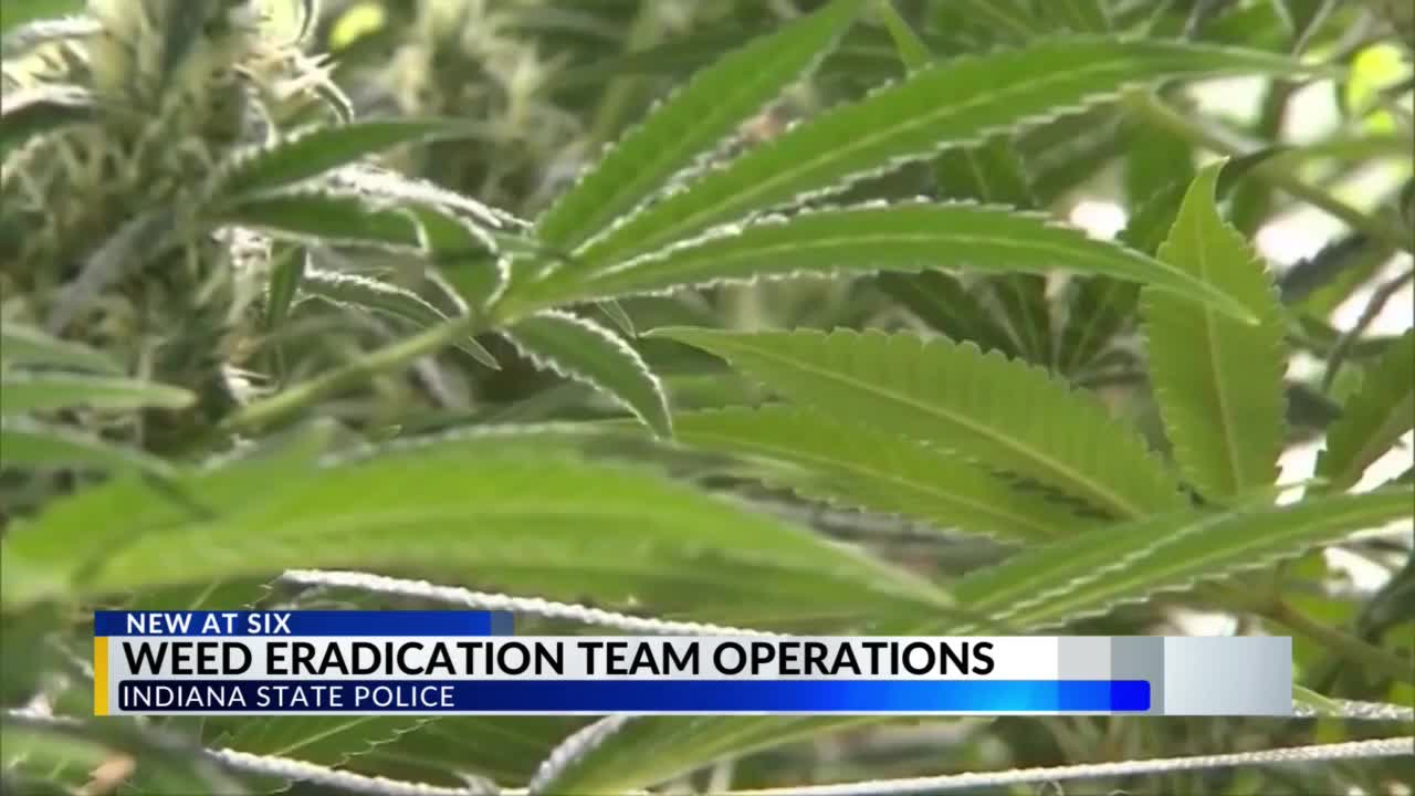 Forty years on, ISP’s Marijuana Eradication Team is still at work to ...