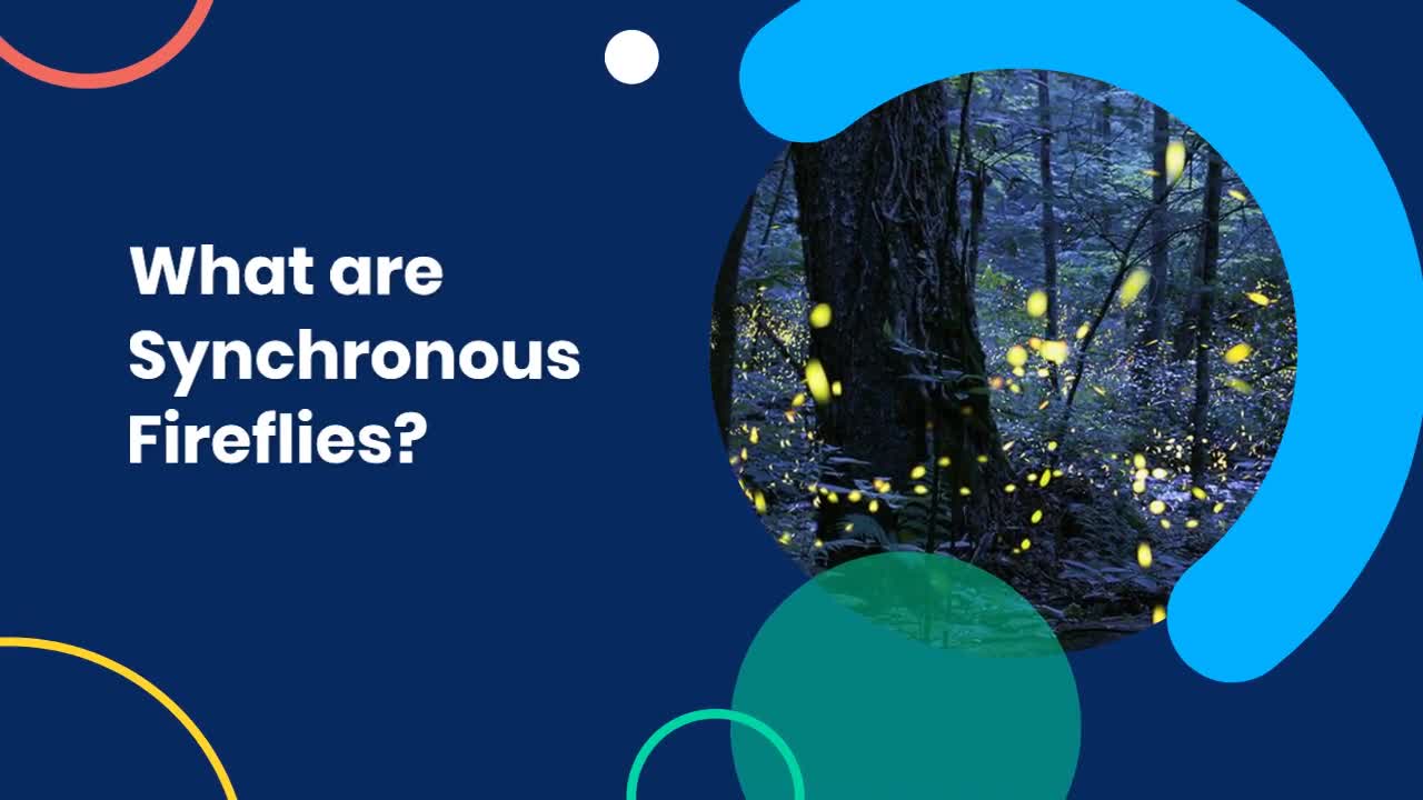 What are Synchronous Fireflies? – WATE 6 On Your Side