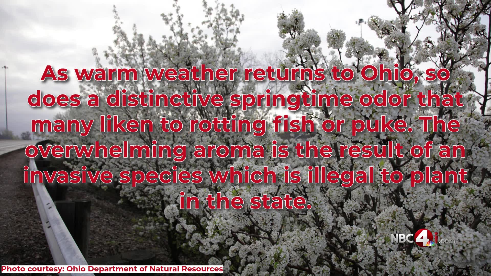 What’s that smell? Invasive trees begin blooming in Ohio – NBC4 WCMH-TV