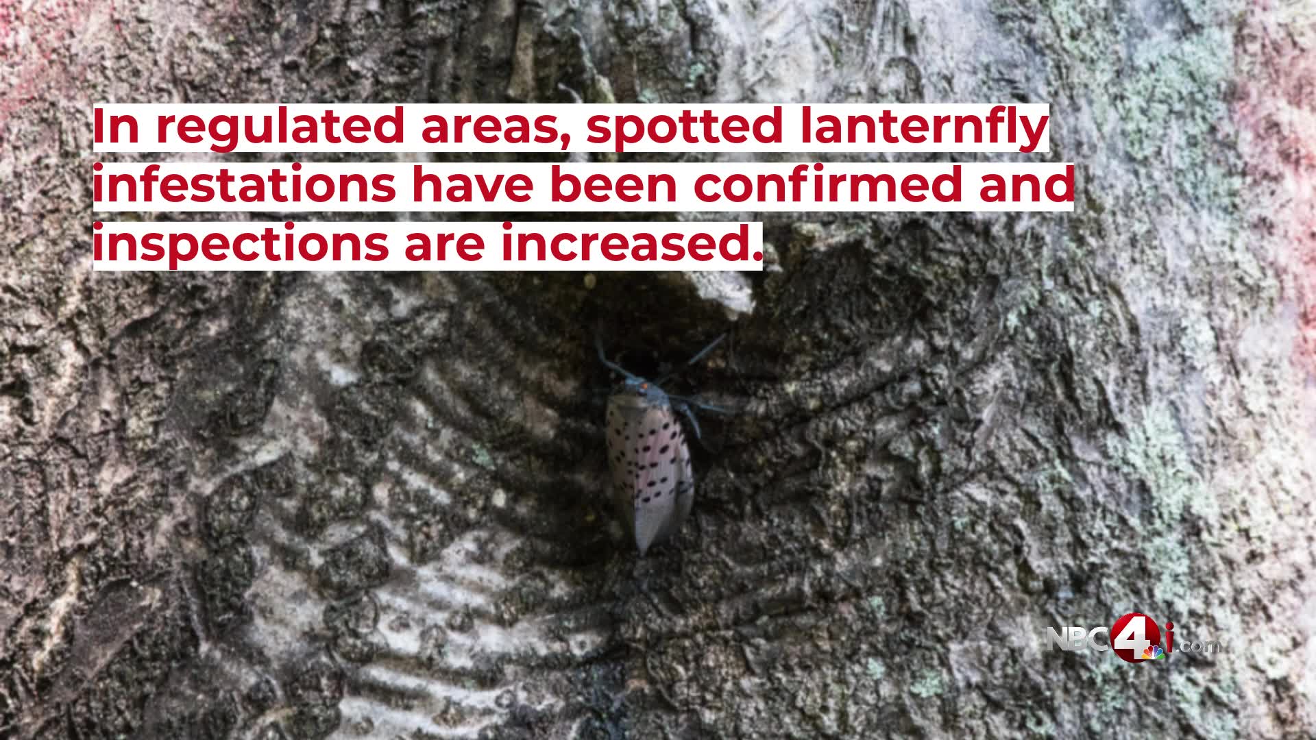 If you see it, report it: the invasive bug spreading across Ohio – NBC4 ...