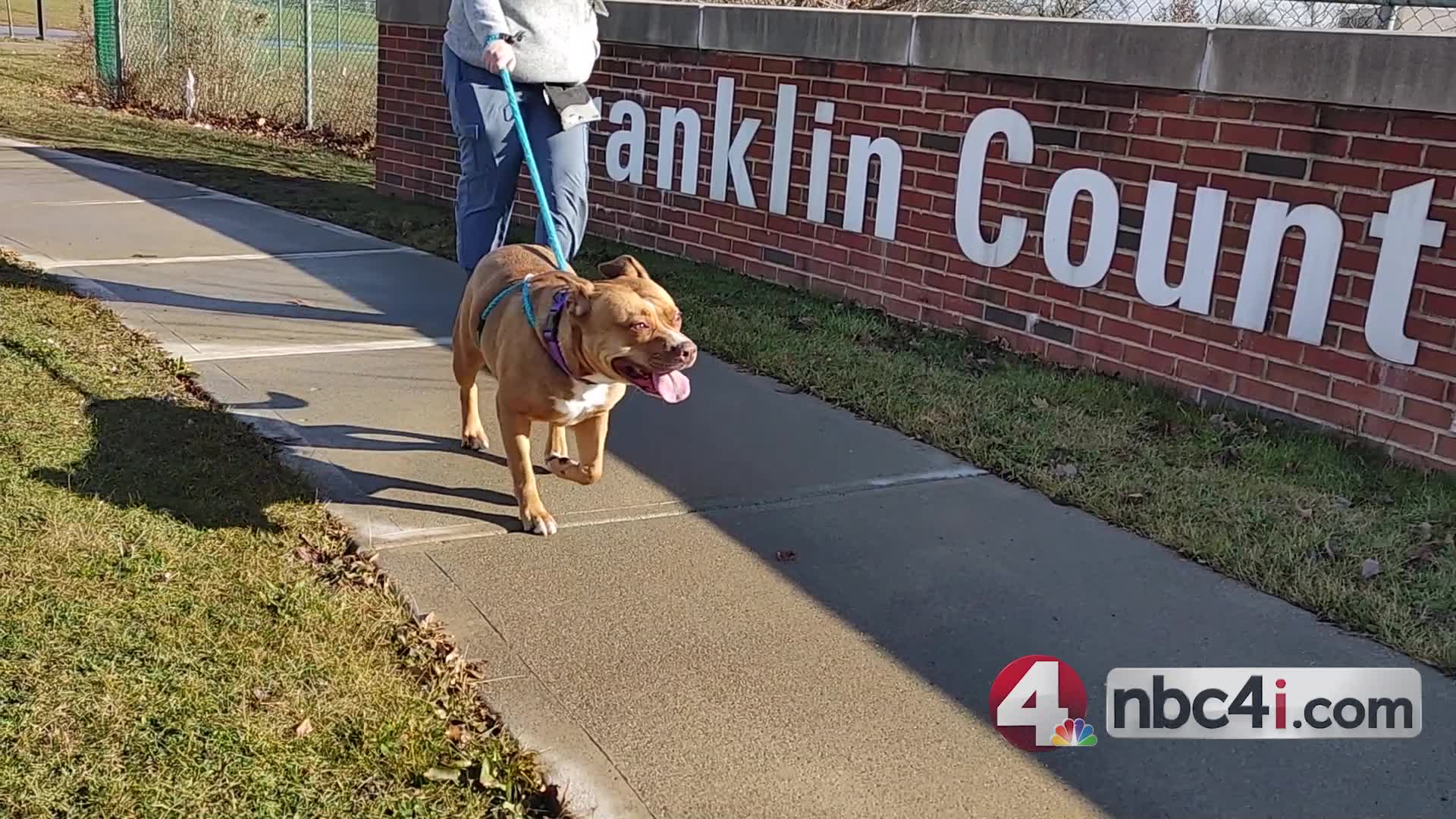 ‘Roly-poly’ dog looking for a forever home in Ohio – NBC4 WCMH-TV