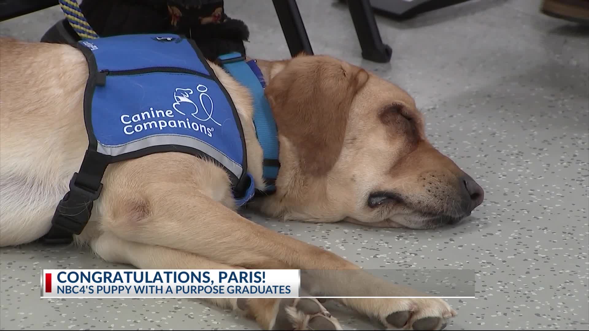 NBC4’s Puppy with a Purpose graduates – NBC4 WCMH-TV