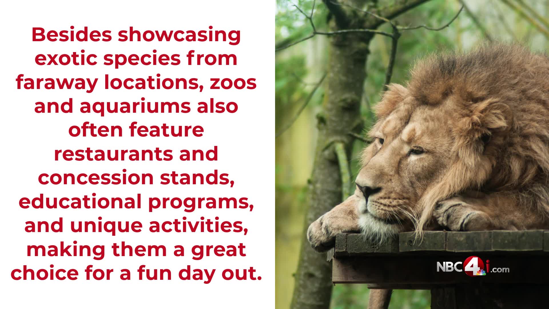 The best zoos and aquariums in Ohio, according to visitors – NBC4 WCMH-TV