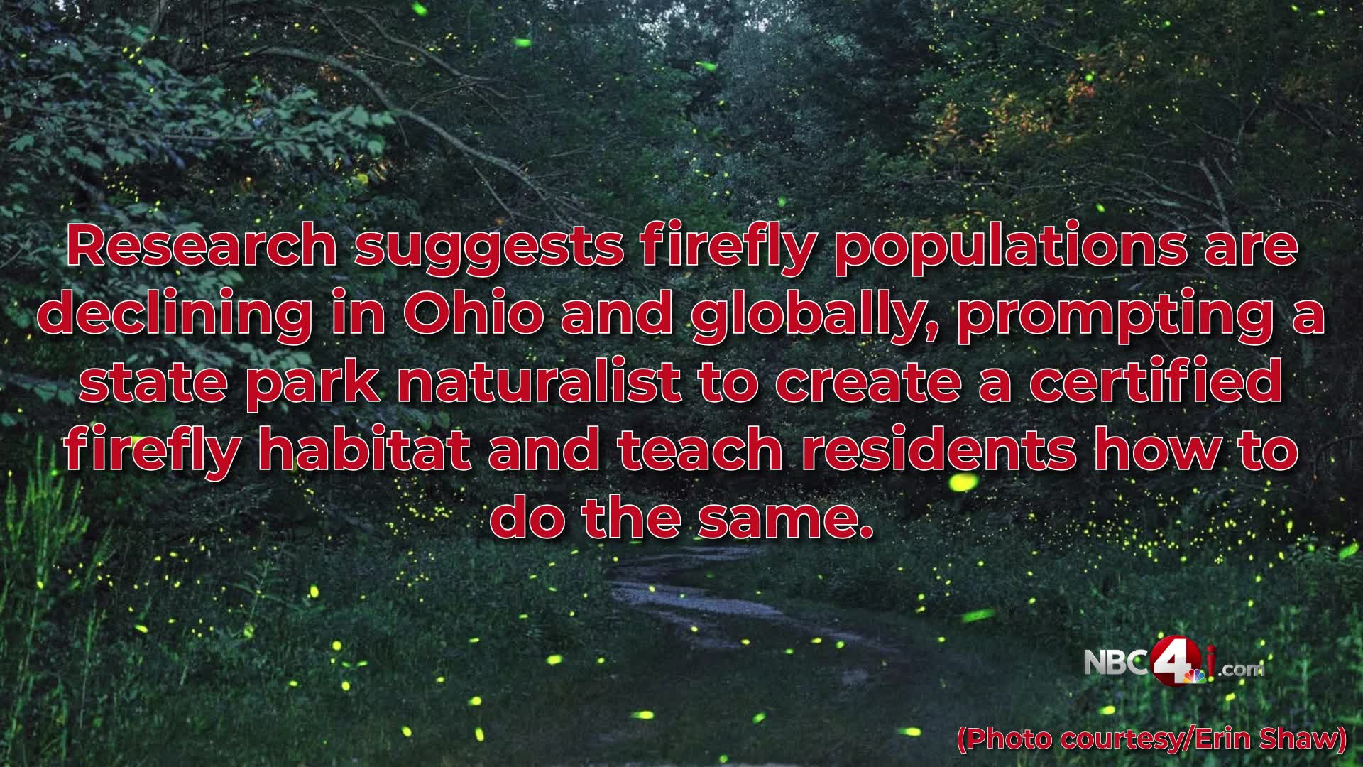 As firefly sightings decline, here’s how Ohioans can create a certified ...