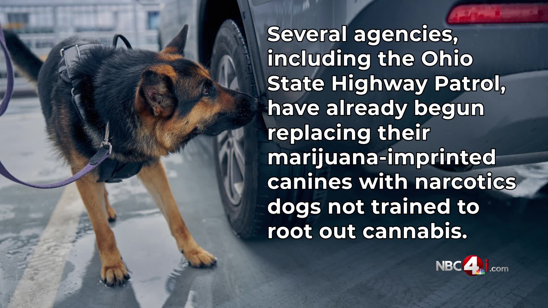 Narcotics K-9s that smell marijuana in Ohio will need to retire. A ...