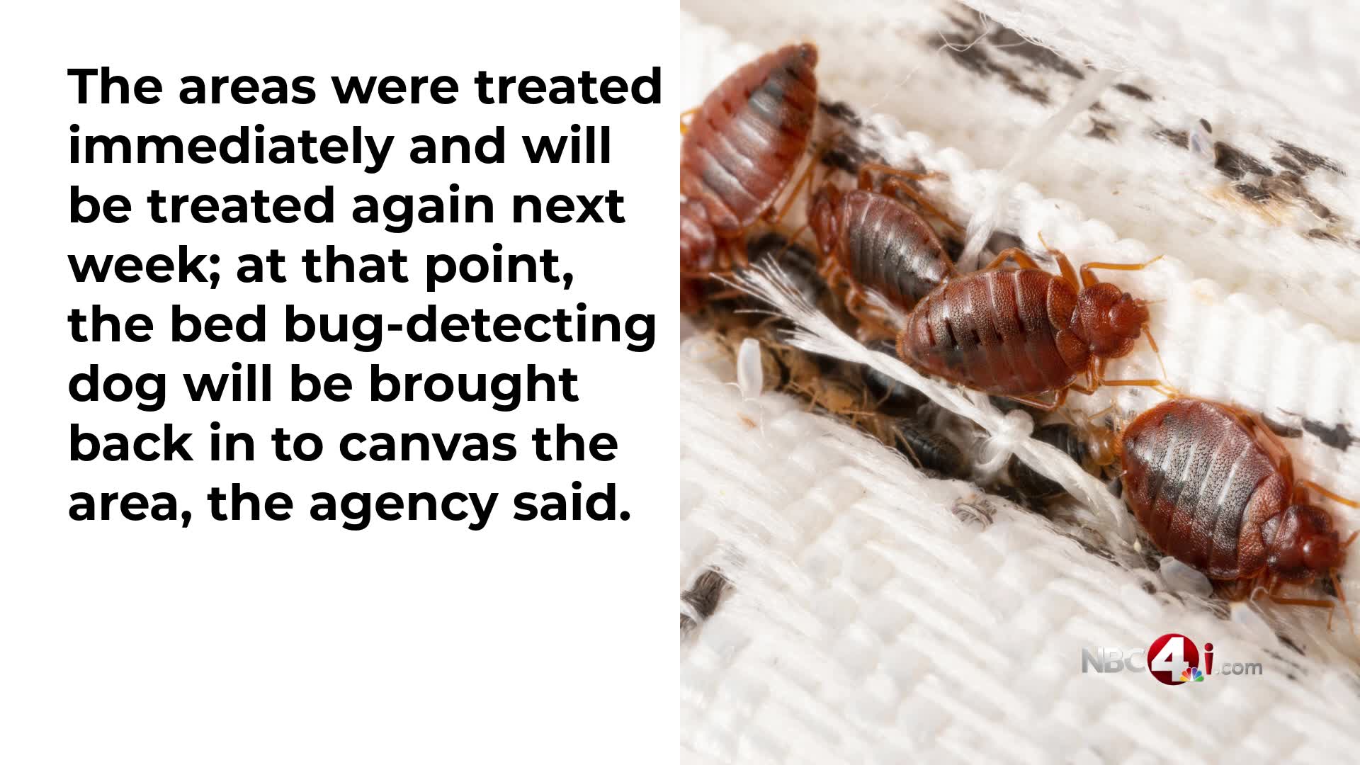 Bed bugs found at Ohio EPA offices – NBC4 WCMH-TV