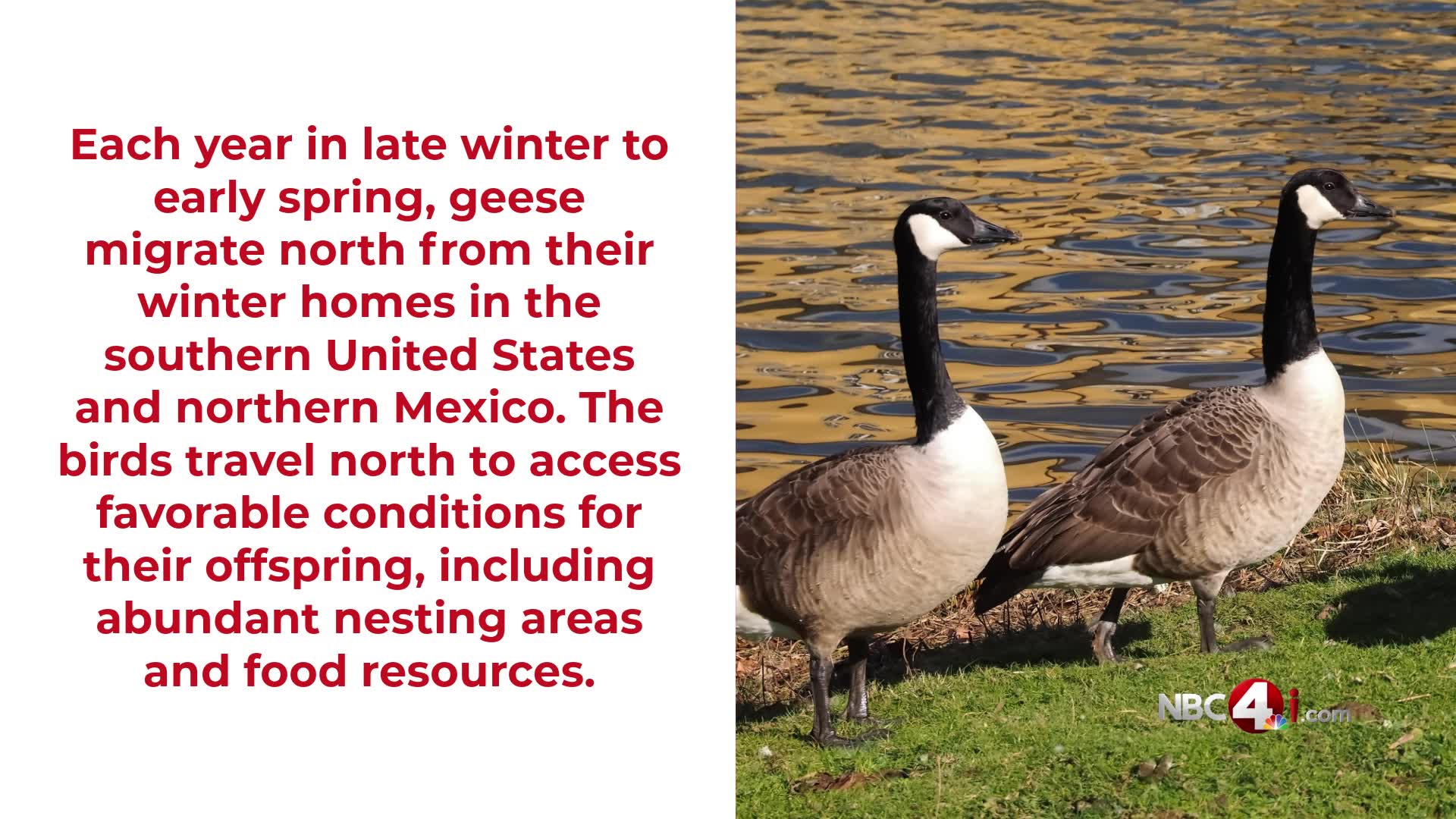 What to know as geese are nesting in central Ohio, more prone to ...