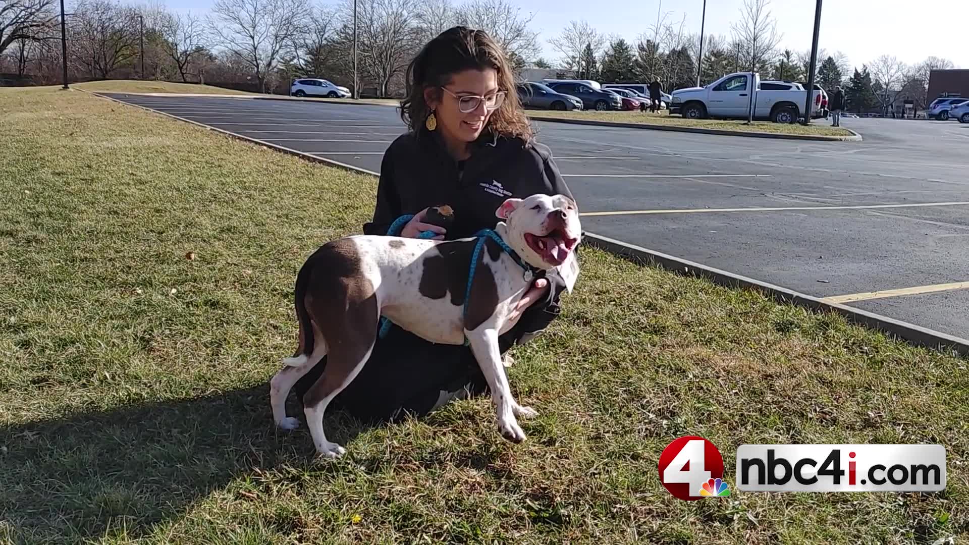 This adoptable dog in Ohio is ready for a ‘Lord of the Rings’ marathon ...