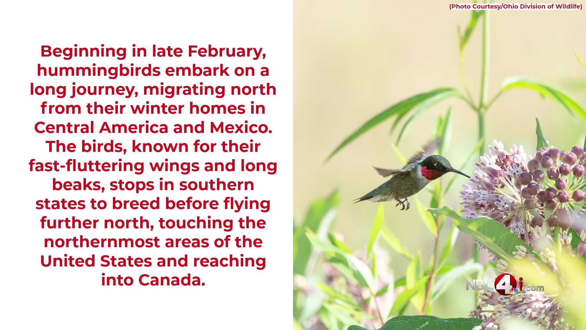 Hummingbirds are migrating; when they will arrive in Ohio – NBC4 WCMH-TV