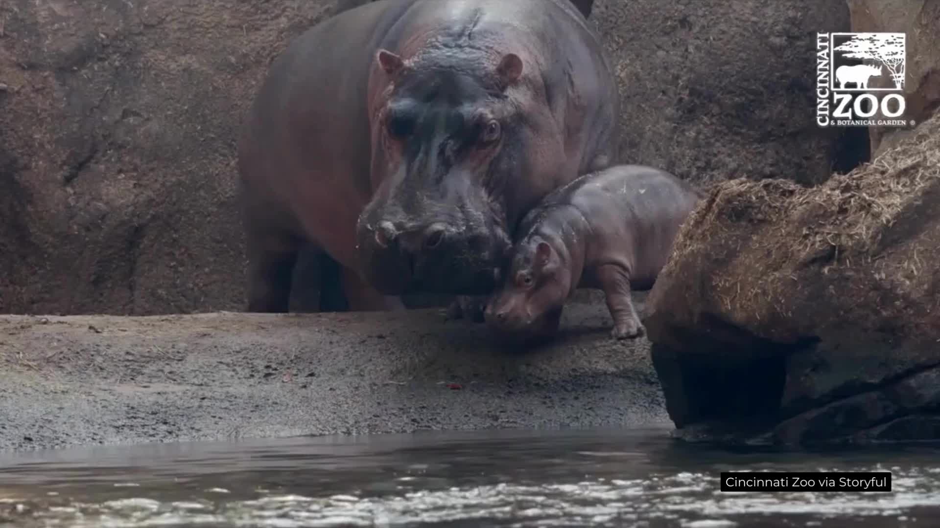 Baby Hippo Introduced to Big Sister Fiona at Cincinnati Zoo – NBC4 WCMH-TV