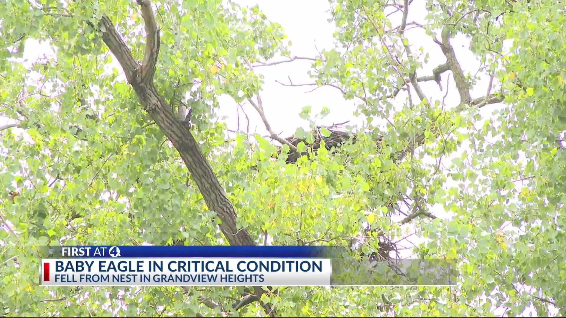 Eaglet in critical condition after falling from nest in Grandview ...