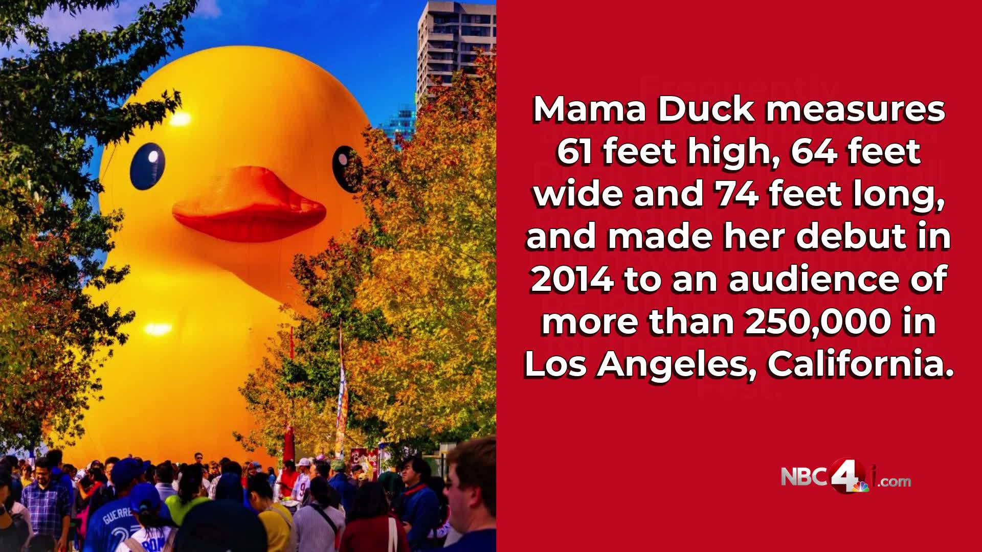 World’s largest rubber duck to waddle into Ohio this weekend – NBC4 WCMH-TV