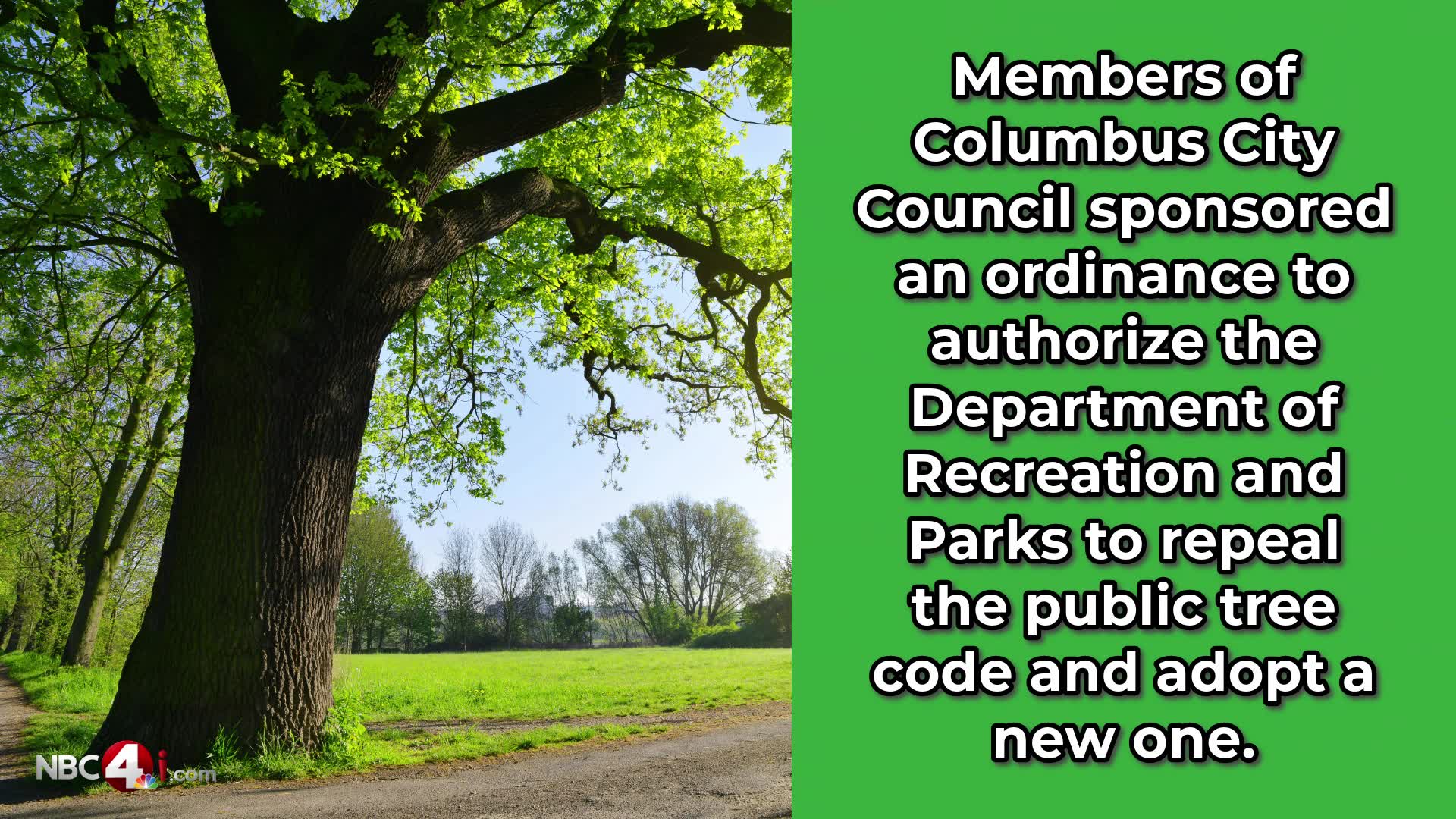Penalties increasing for chopping down public trees after Columbus City ...