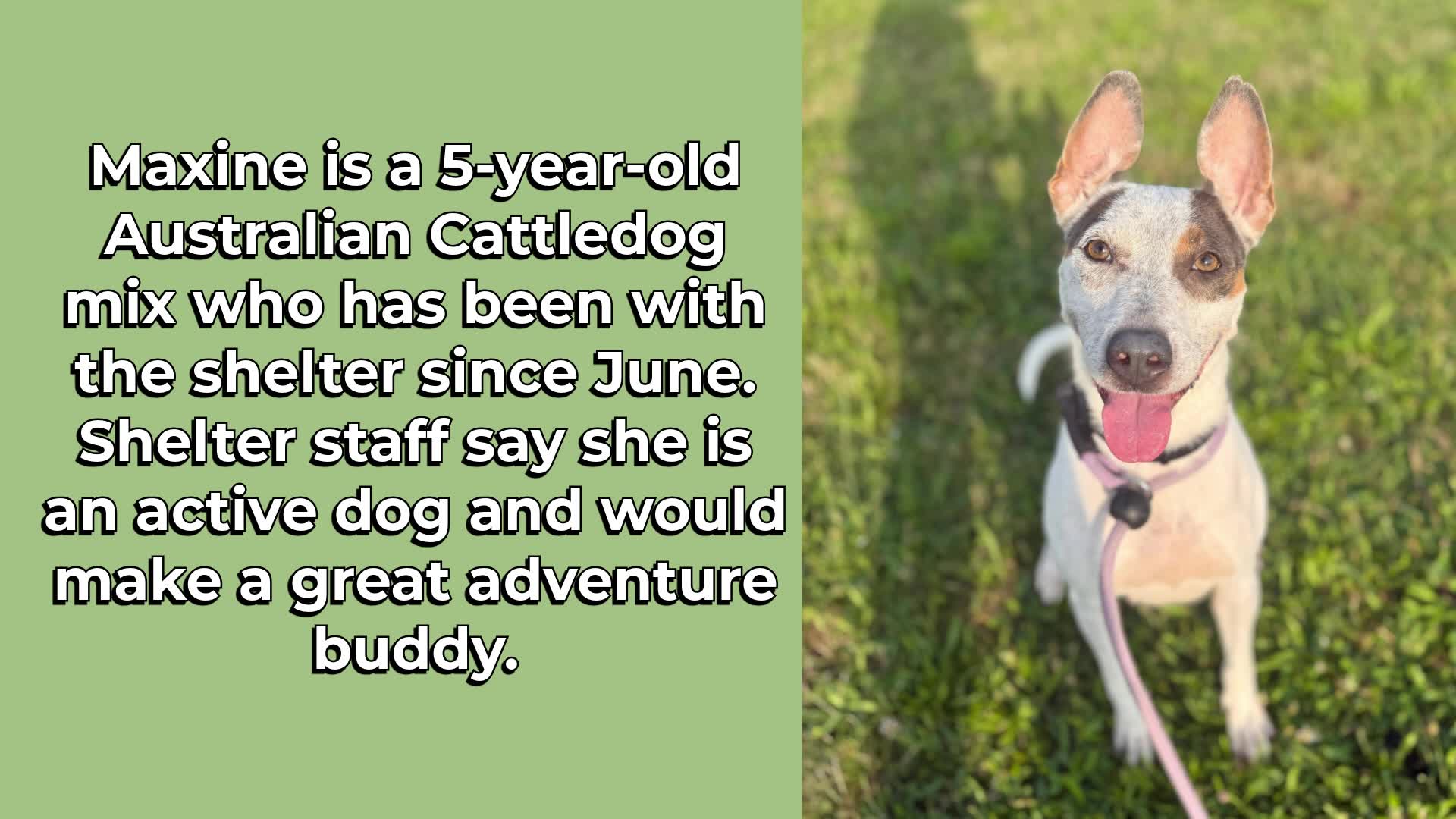 4Ever Home: Maxine – NBC4 WCMH-TV