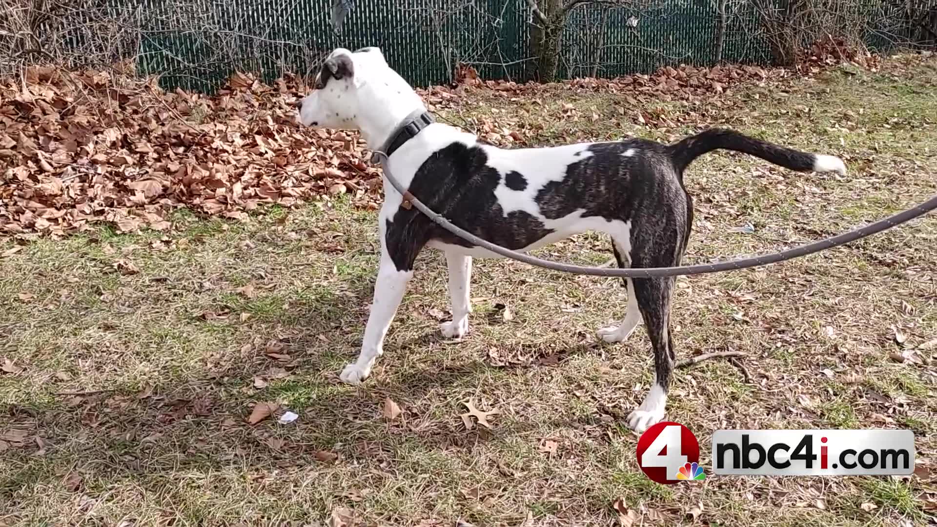 Detective dog in Ohio looking for her investigative partner – NBC4 WCMH-TV