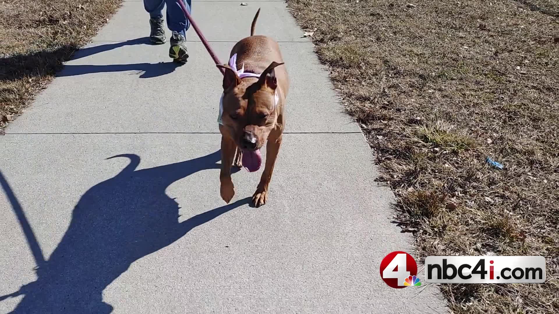 This adoptable Ohio dog is ready to play fetch ‘for hours’ – NBC4 WCMH-TV