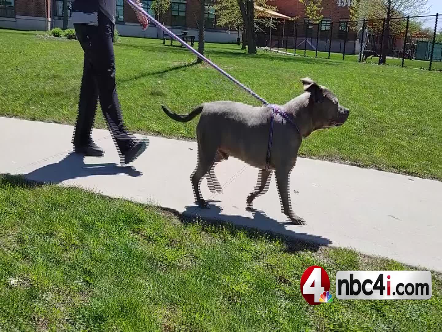 Easygoing Ohio dog challenges you to a game of tug – NBC4 WCMH-TV