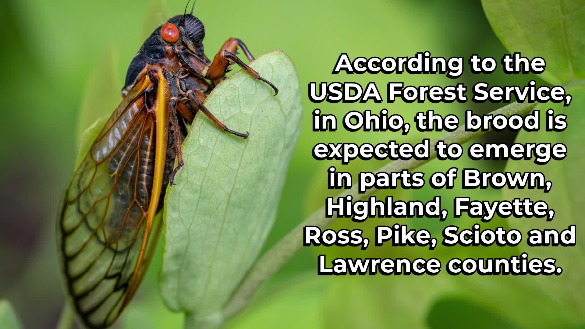 Where and when 17-year cicadas are expected to invade Ohio this spring ...