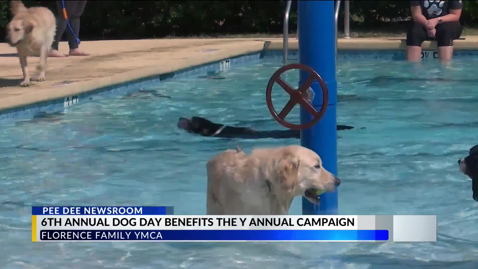 Pups take a dip in pool at Florence YMCA’s Dog Day – WBTW