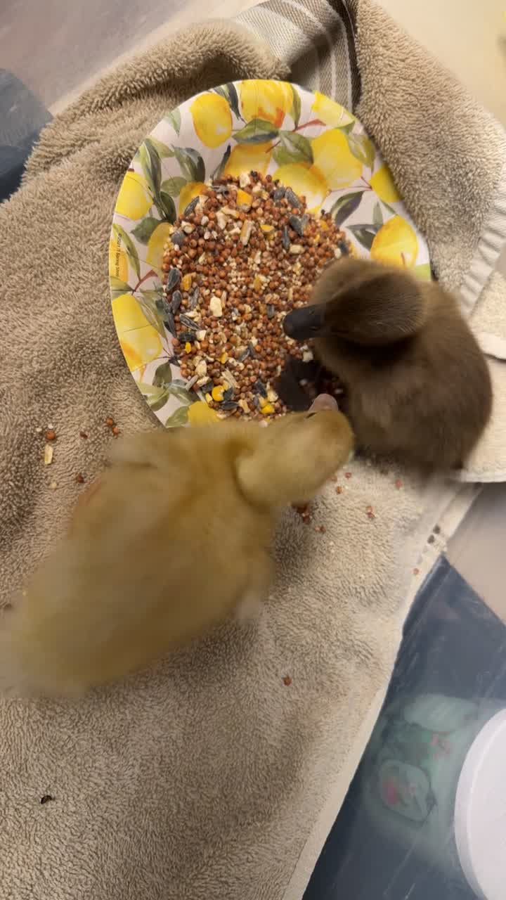 News13 meteorologist Scotty Powell’s duck rescue – WBTW