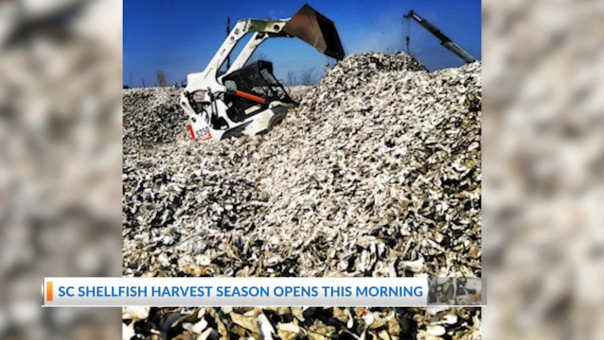 SC shellfish harvesting season opens Oct. 1 – WCBD News 2