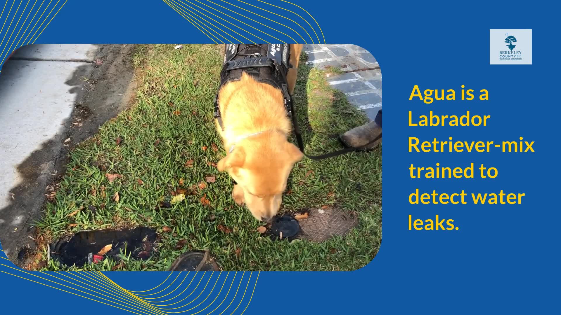 Agua the leak detection dog – BCWS – WCBD News 2