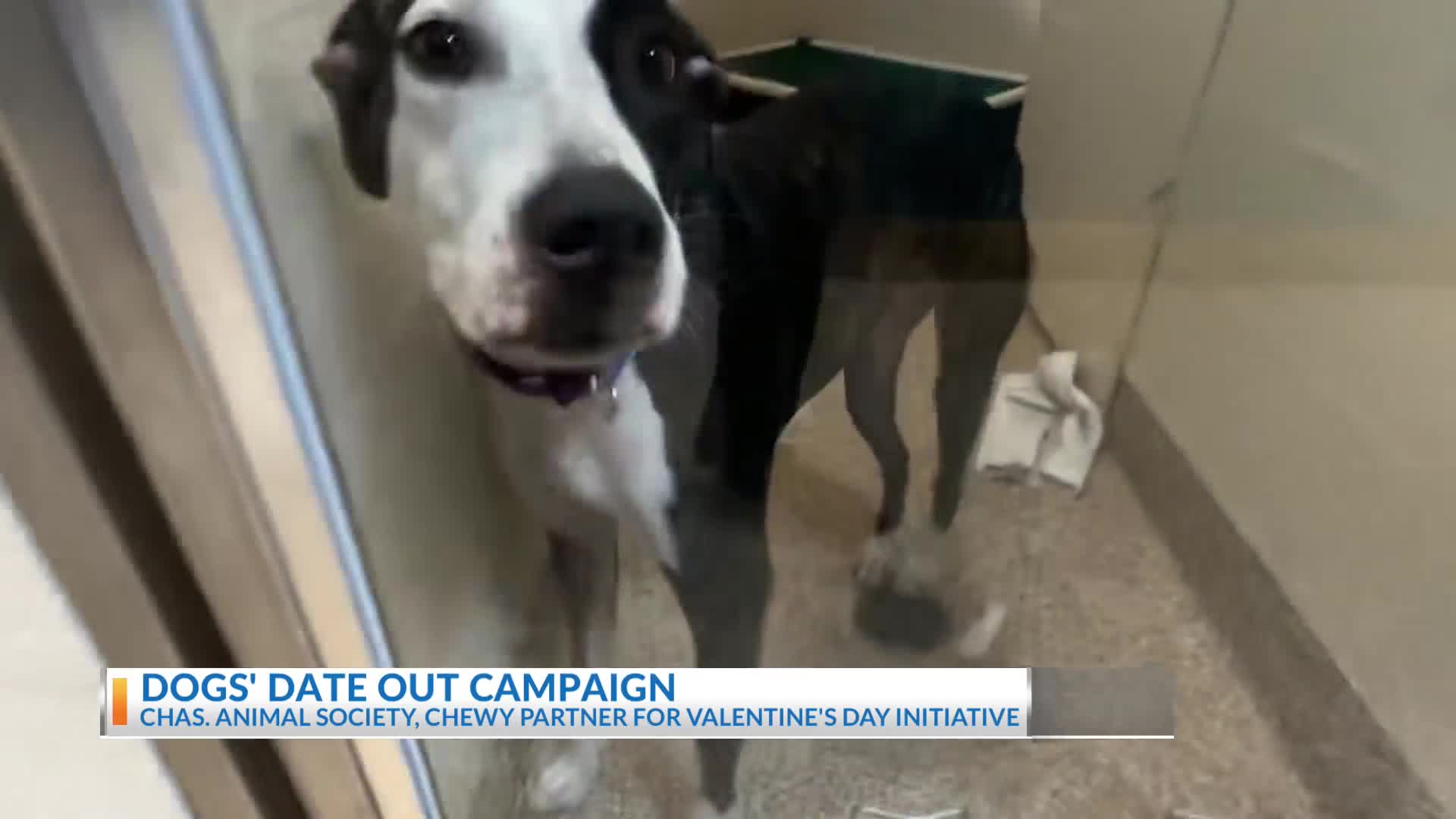 Chas. Animal Society Dogs’ Date Out campaign for Valentine’s Day – WCBD ...