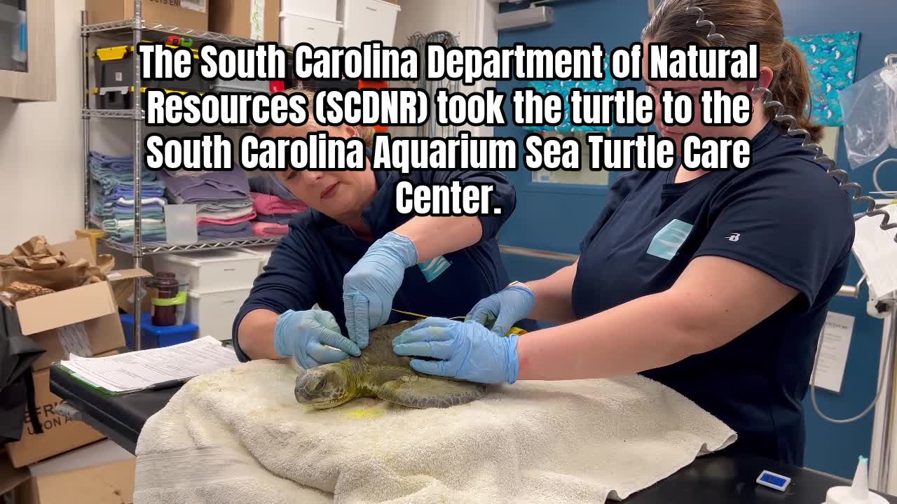 The road to recovery for Lowcountry sea turtle, Poppy – WCBD News 2