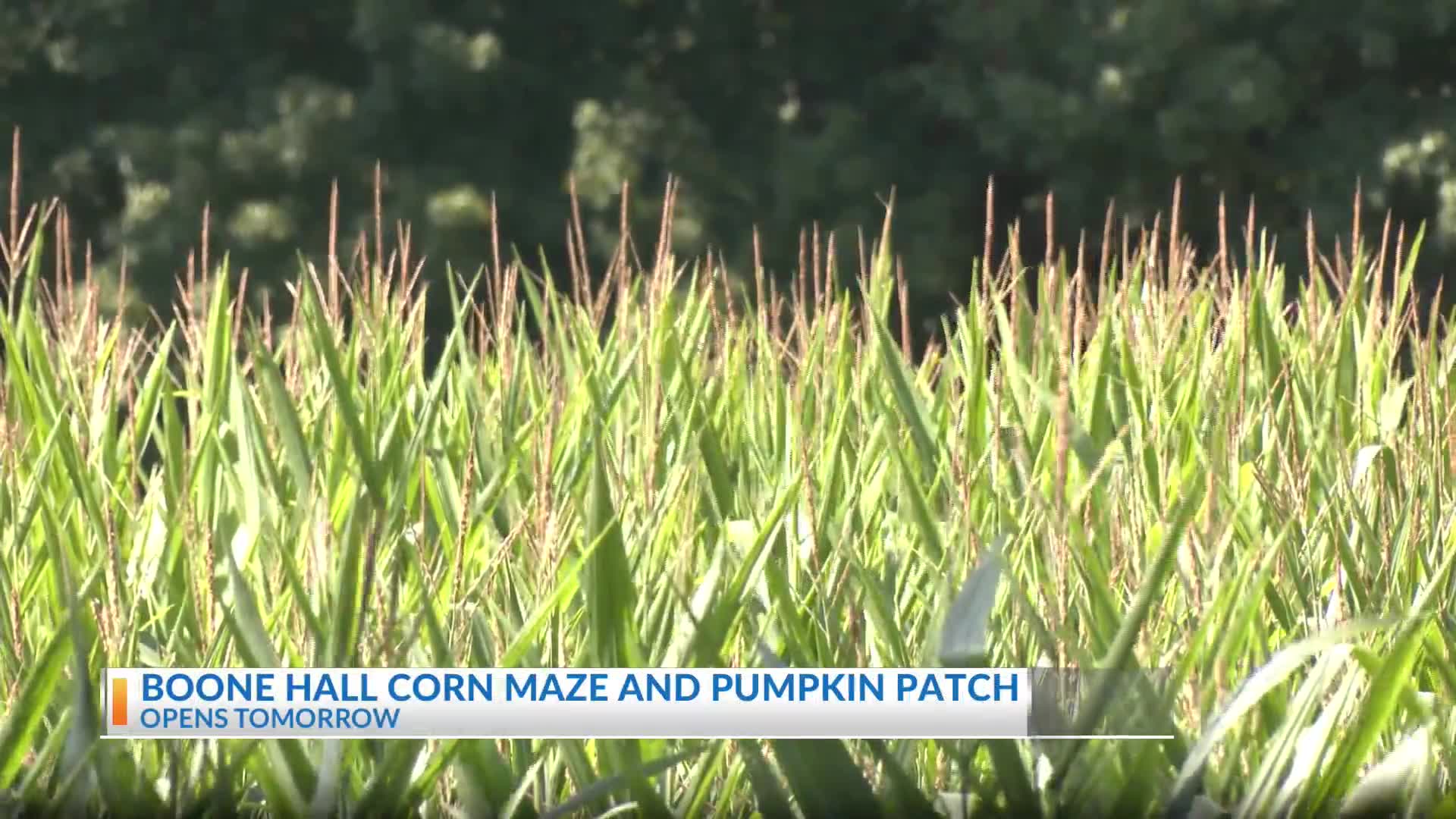 Boone Hall to open corn maze, pumpkin patch Friday – WCBD News 2