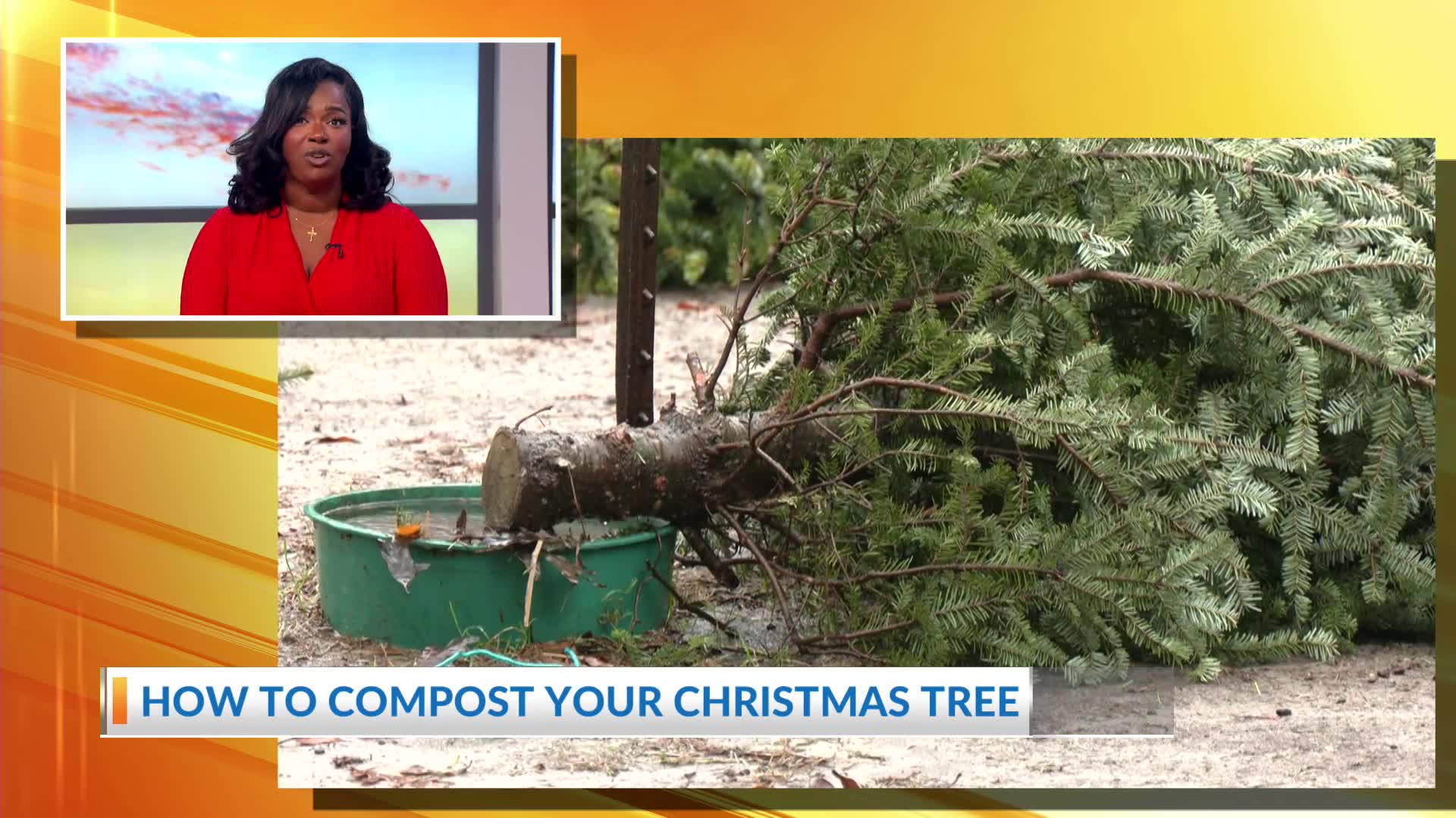 How to compost your Christmas tree – WCBD News 2