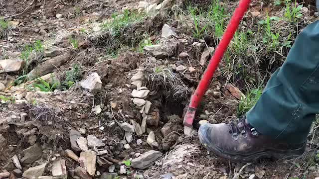 Planting a red spruce sapling – WBOY.com