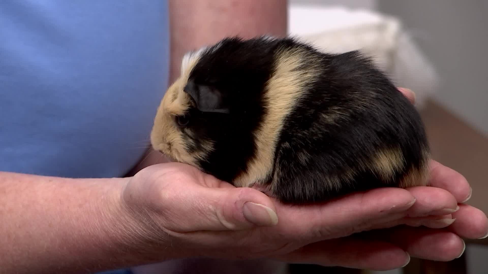 Scovill Zoo | Guinea Pigs and Events | ciLiving – WCIA.com