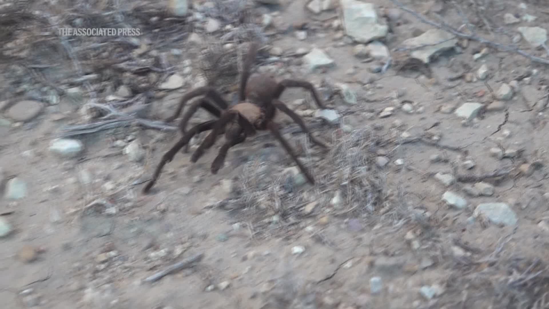 Love is in the air as tarantula mating season gets underway in Colorado ...