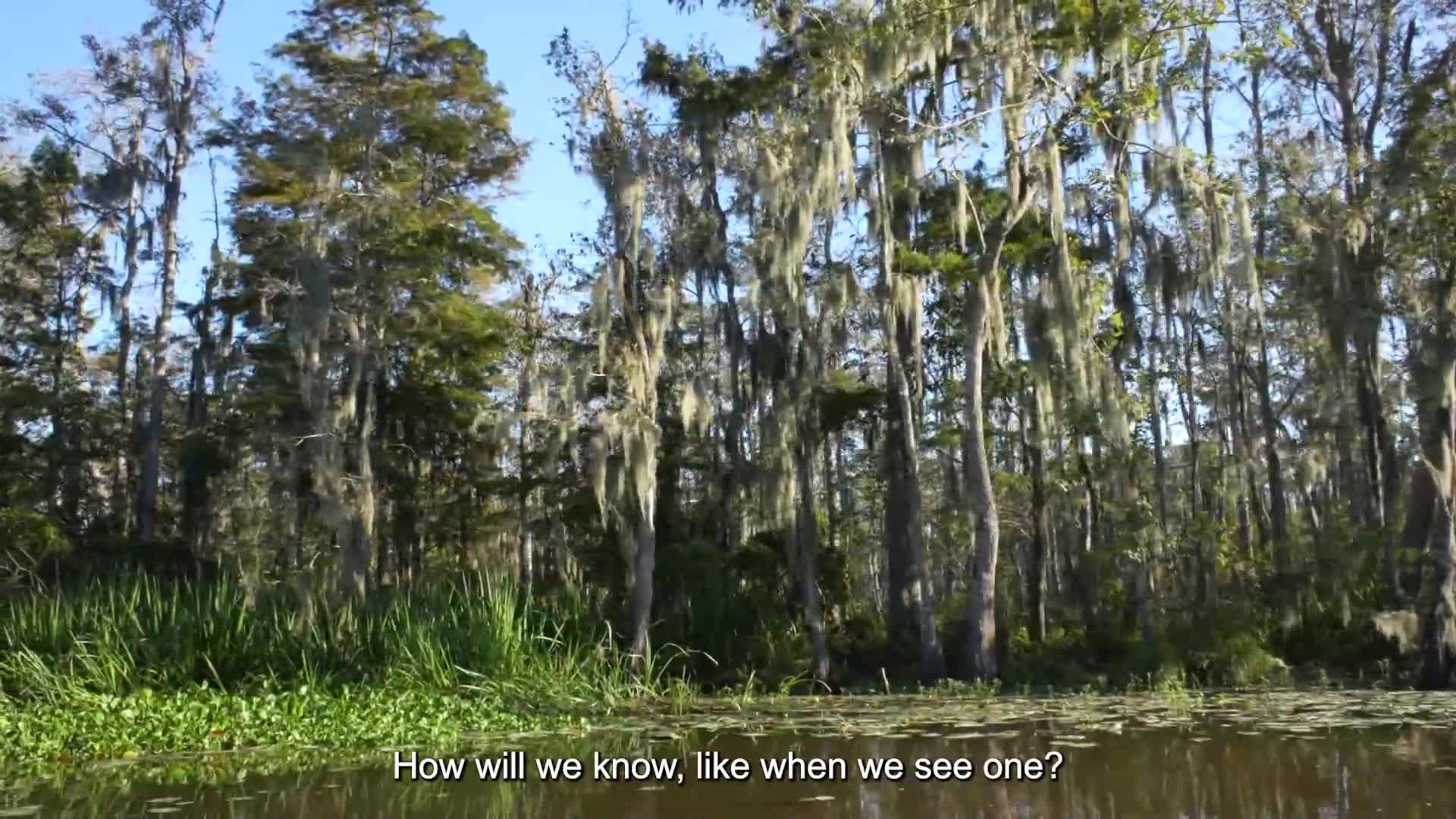 Swamp Tour: Gators are more than a scary predator in the swamplands ...