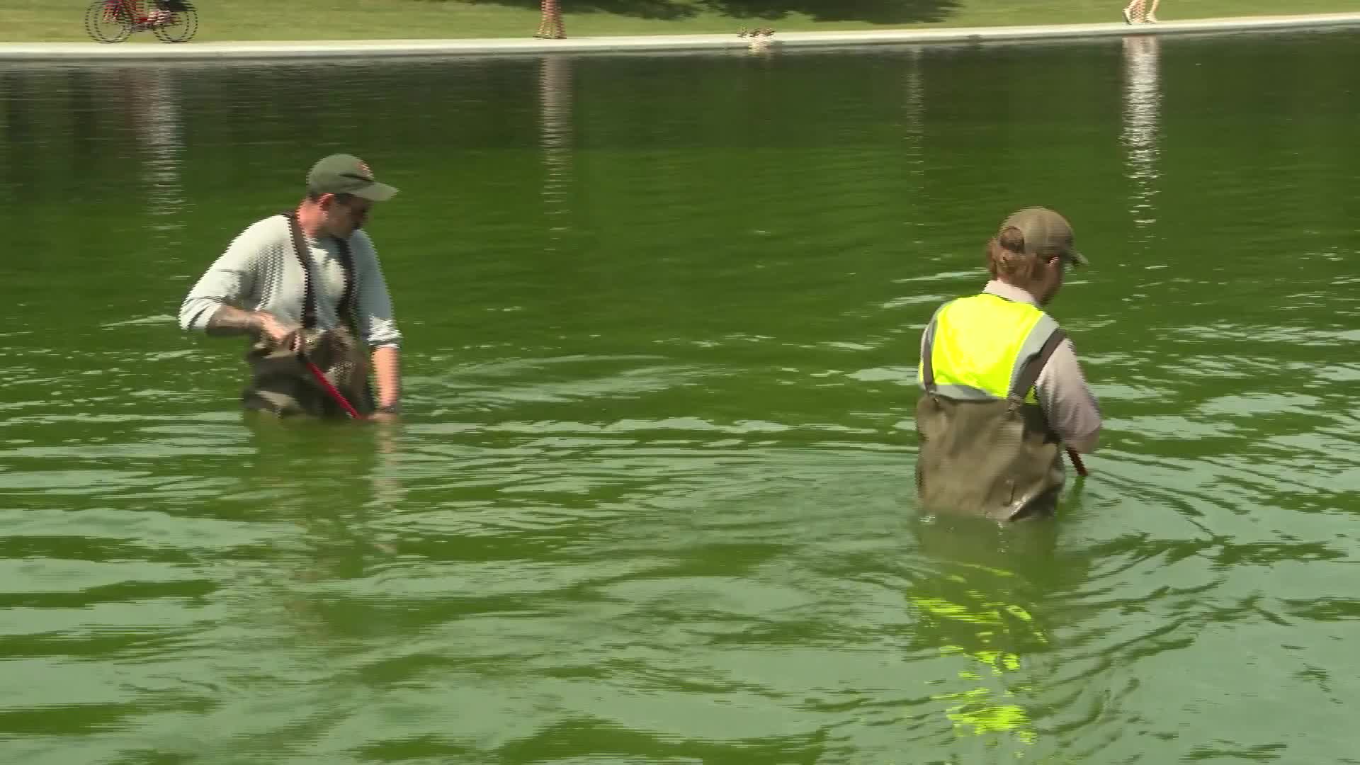 Algae in the reflecting pool | WDCW – FOX21 News Colorado