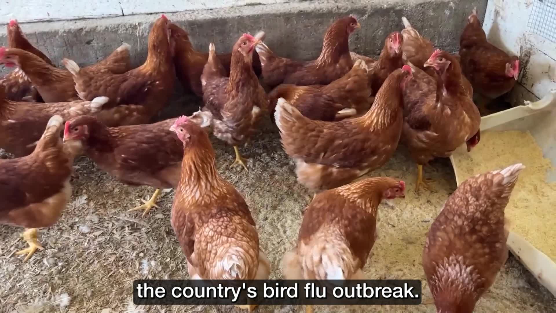 USDA shares plan to combat bird flu and lower egg costs – WSPA 7NEWS