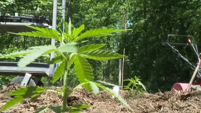 What marijuana reclassification means for the United States – WFLA